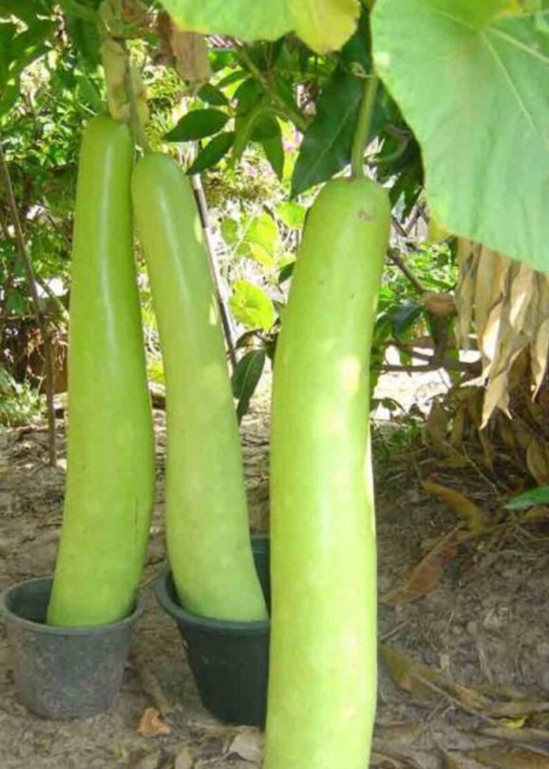 Long Bottle Gourd Nam Tao Yao Seeds (asian Vegetable) - Etsy