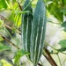Snake Gourd Seeds - Etsy