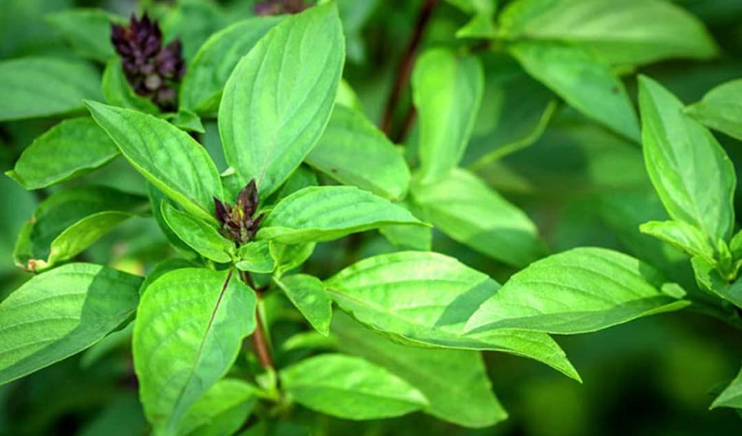 Thai Siam Queen Basil Seed - Etsy