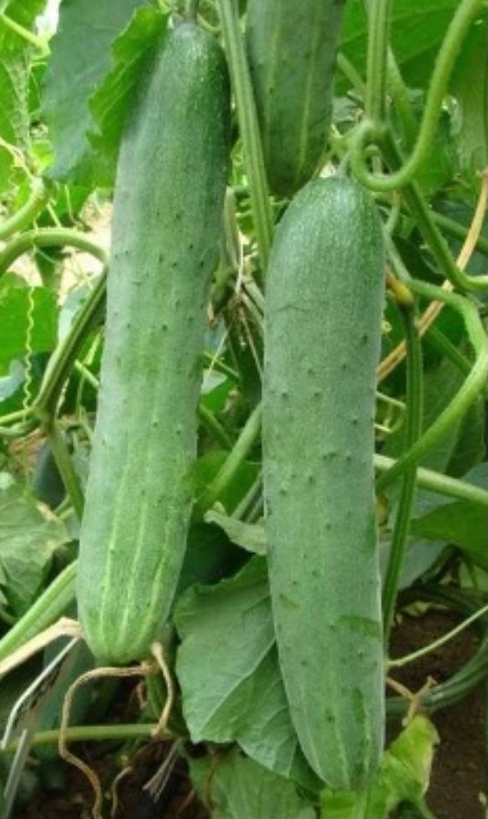 Chinese Cucumber Fruita Hybrid Seeds (10 Seeds) - Etsy