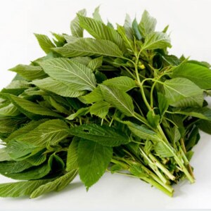 Molokhia Seeds (100+ Seeds) - Etsy