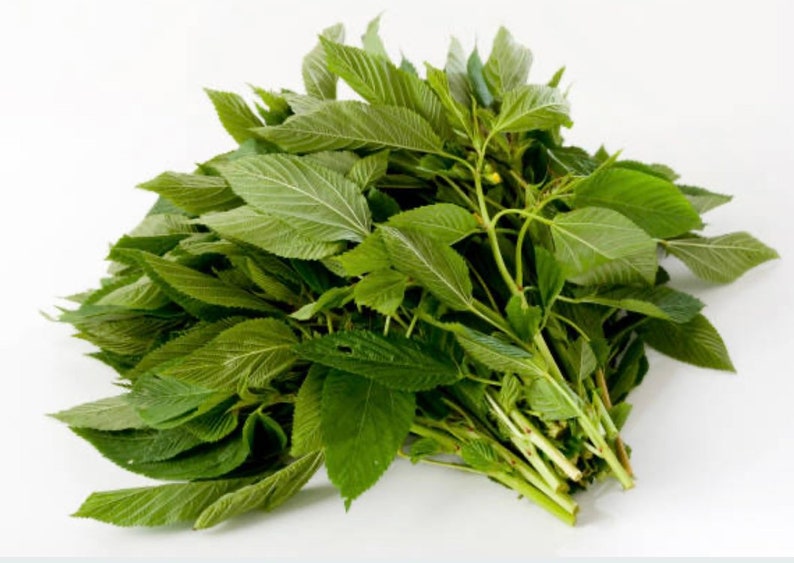 Molokhia Seeds 100 Seeds - Etsy