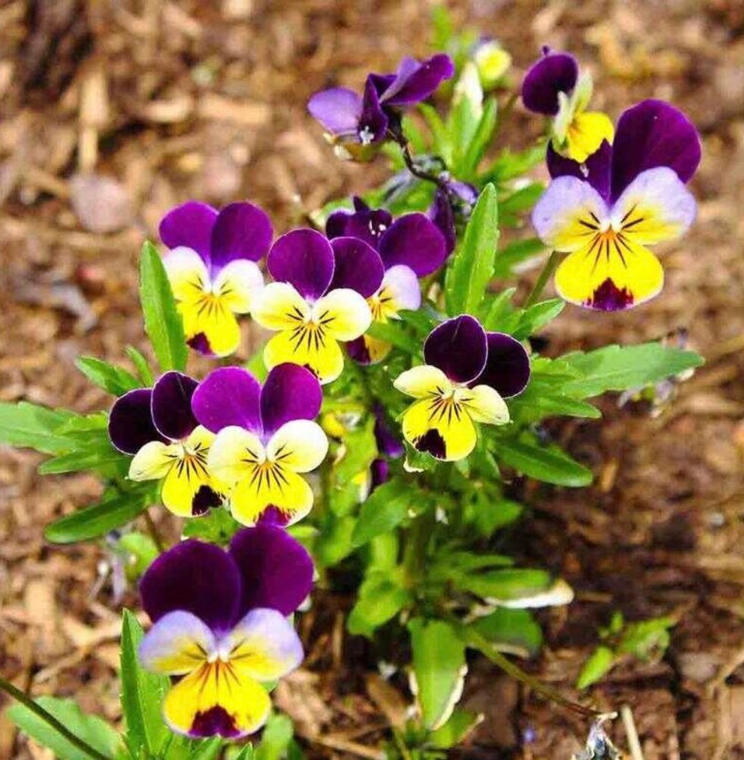 Johnny-jump-up Seeds (100+ Seeds) - Etsy