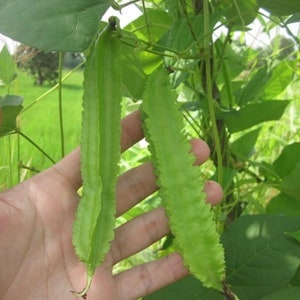 10+ Winged Bean Seeds - Etsy
