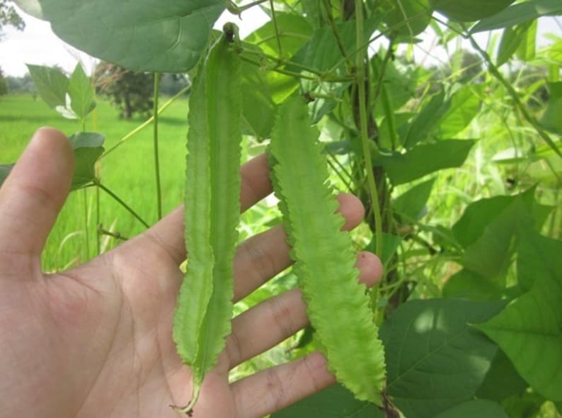 10+ Winged Bean Seeds - Etsy