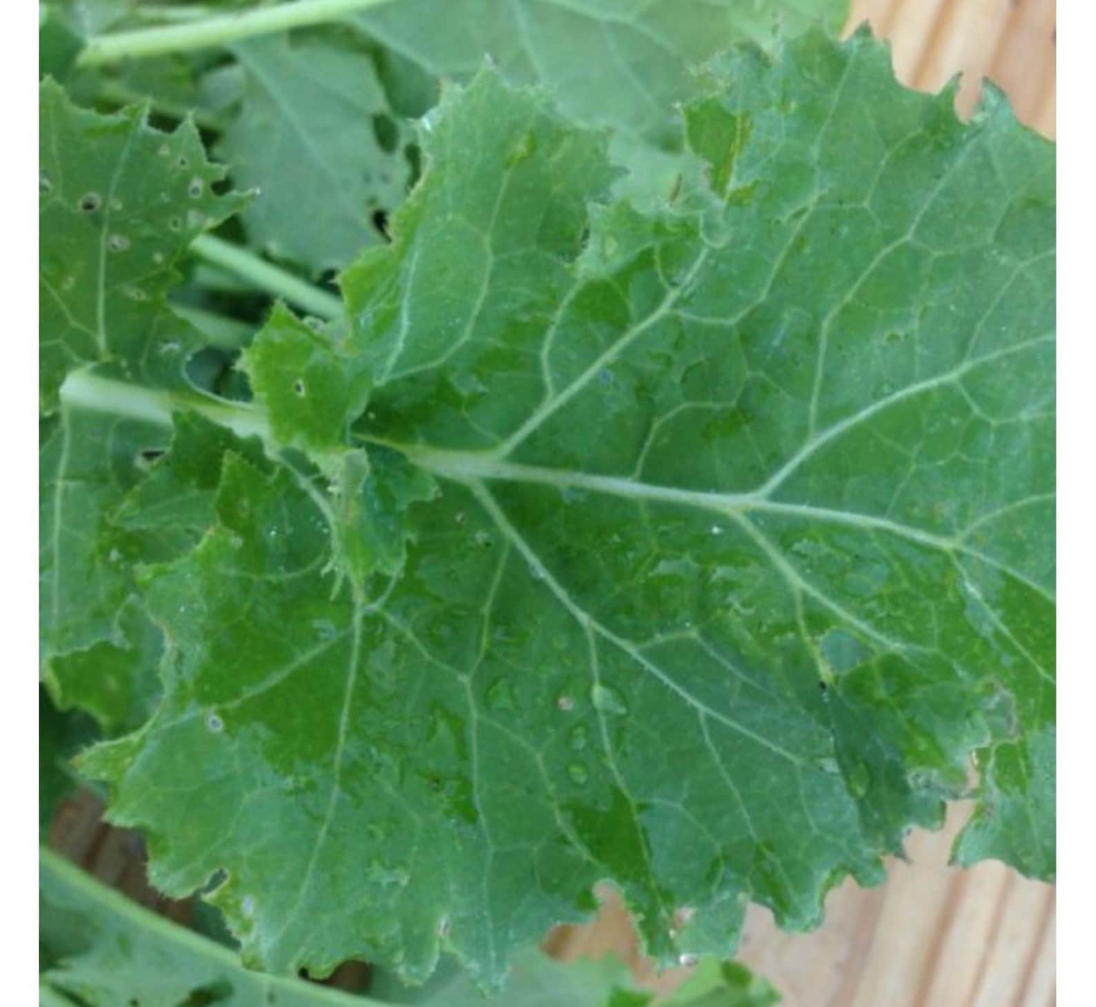 Premier Kale Seeds - Etsy