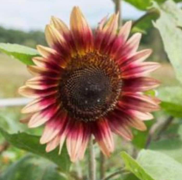 Gypsy Charmer Sunflower Seeds 15 Seeds - Etsy