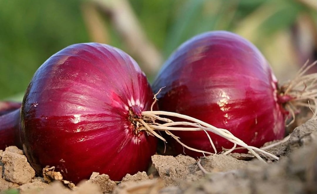 Red Grano Onion Seeds - Etsy