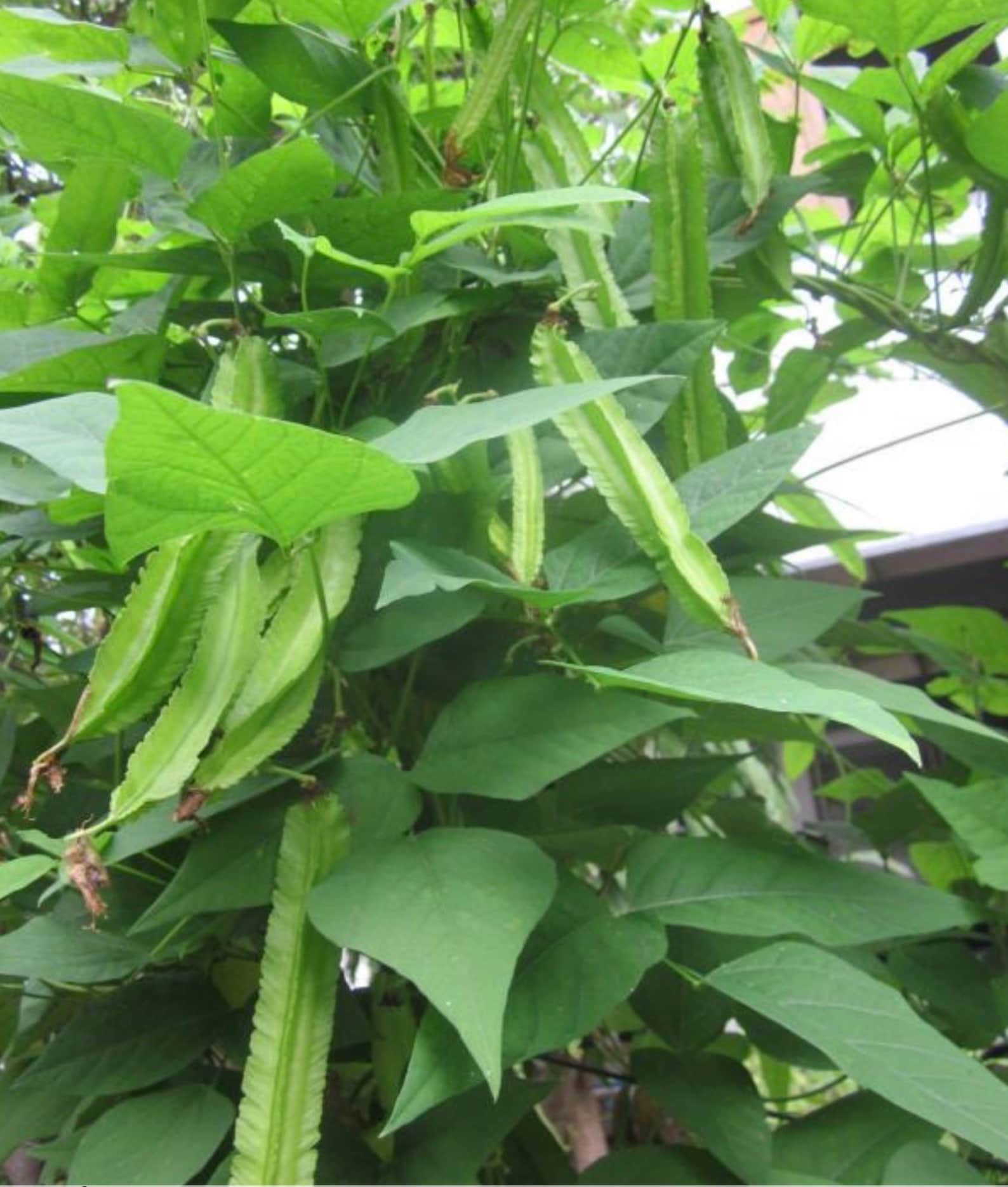 10+ Winged Bean Seeds - Etsy