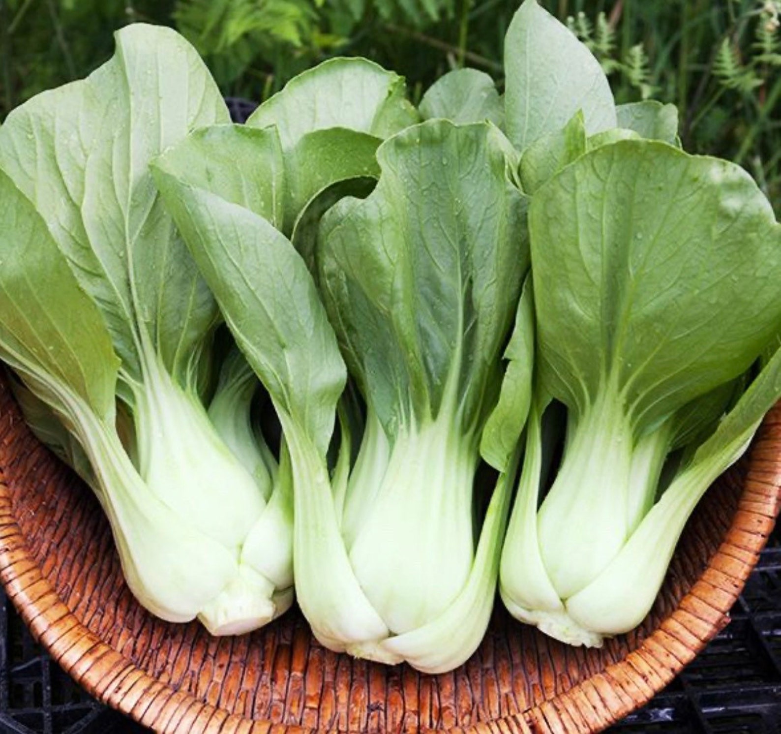 Shanghai Pak Choi Seeds - Etsy