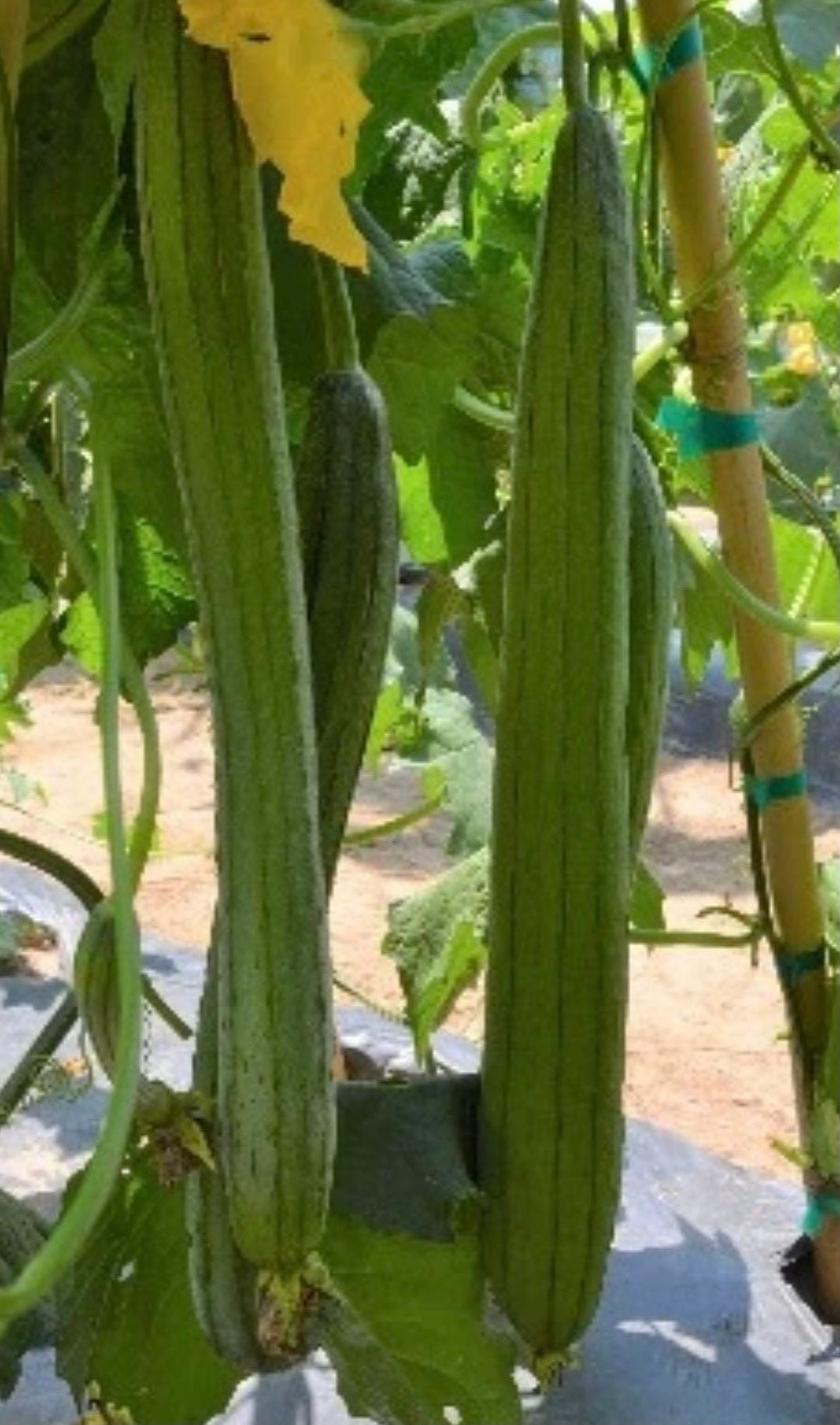 Emerald F1 Luffa Smooth Seed (5 Seeds) - Etsy