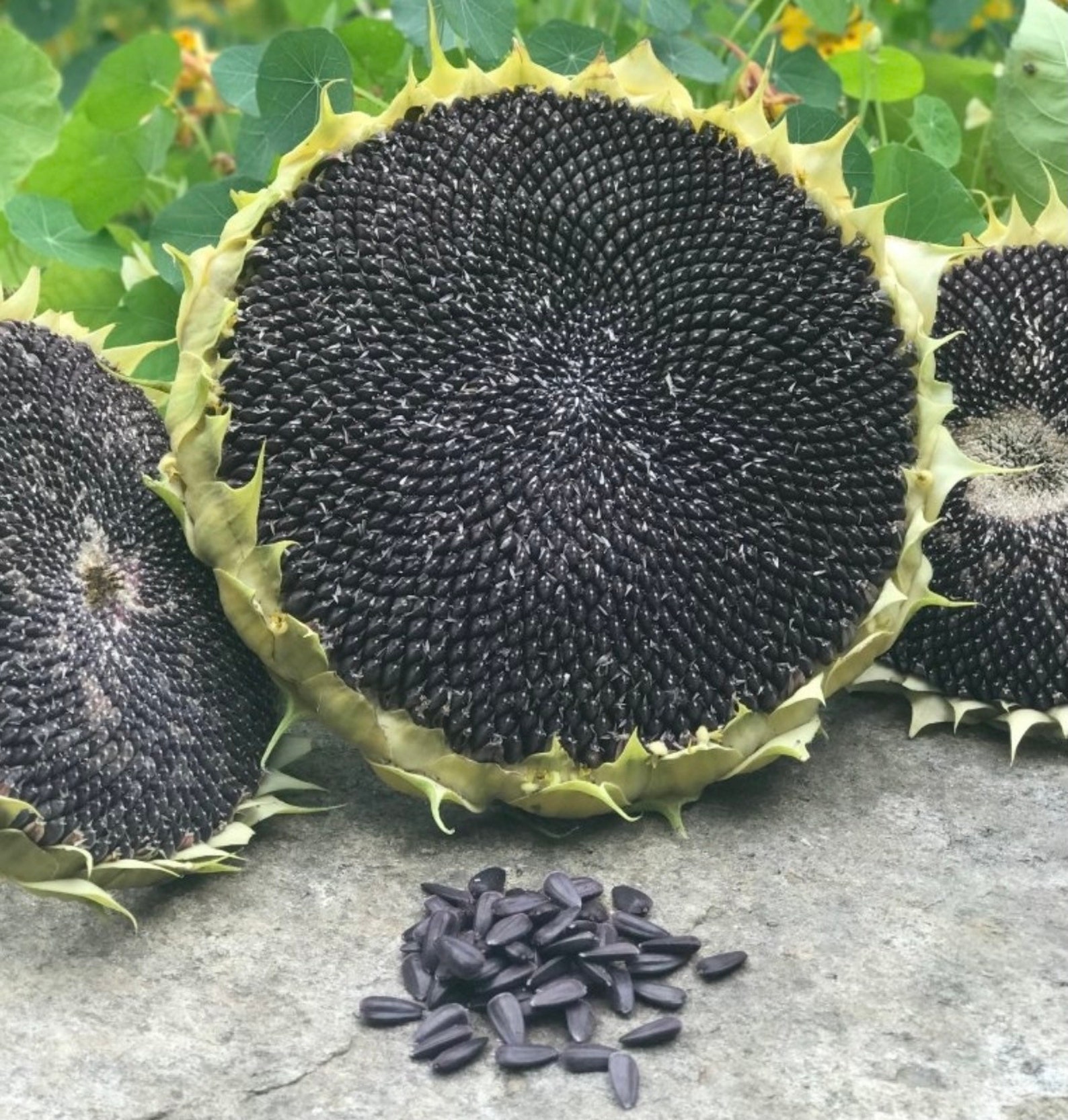 American Giant Hybrid Sunflower Seeds ( 15 Seeds) - Etsy