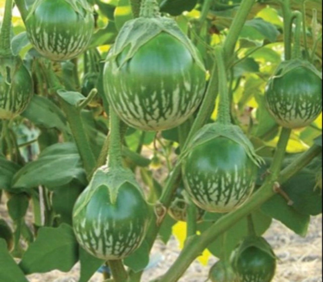 Thai Eggplant Petch Siam Seeds (50+ Seeds) - Etsy