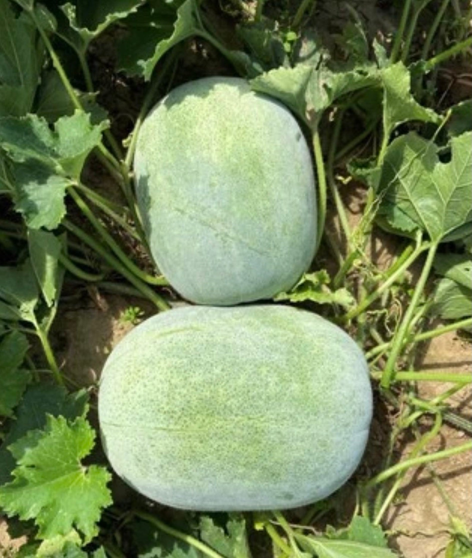 Wax Gourd Giant Large Round Seeds (5 Seeds) - Etsy