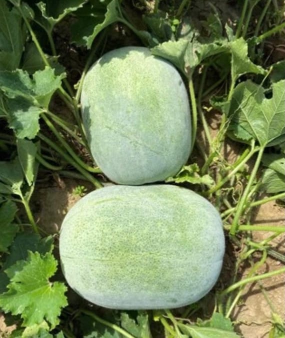 Green Round Gourds