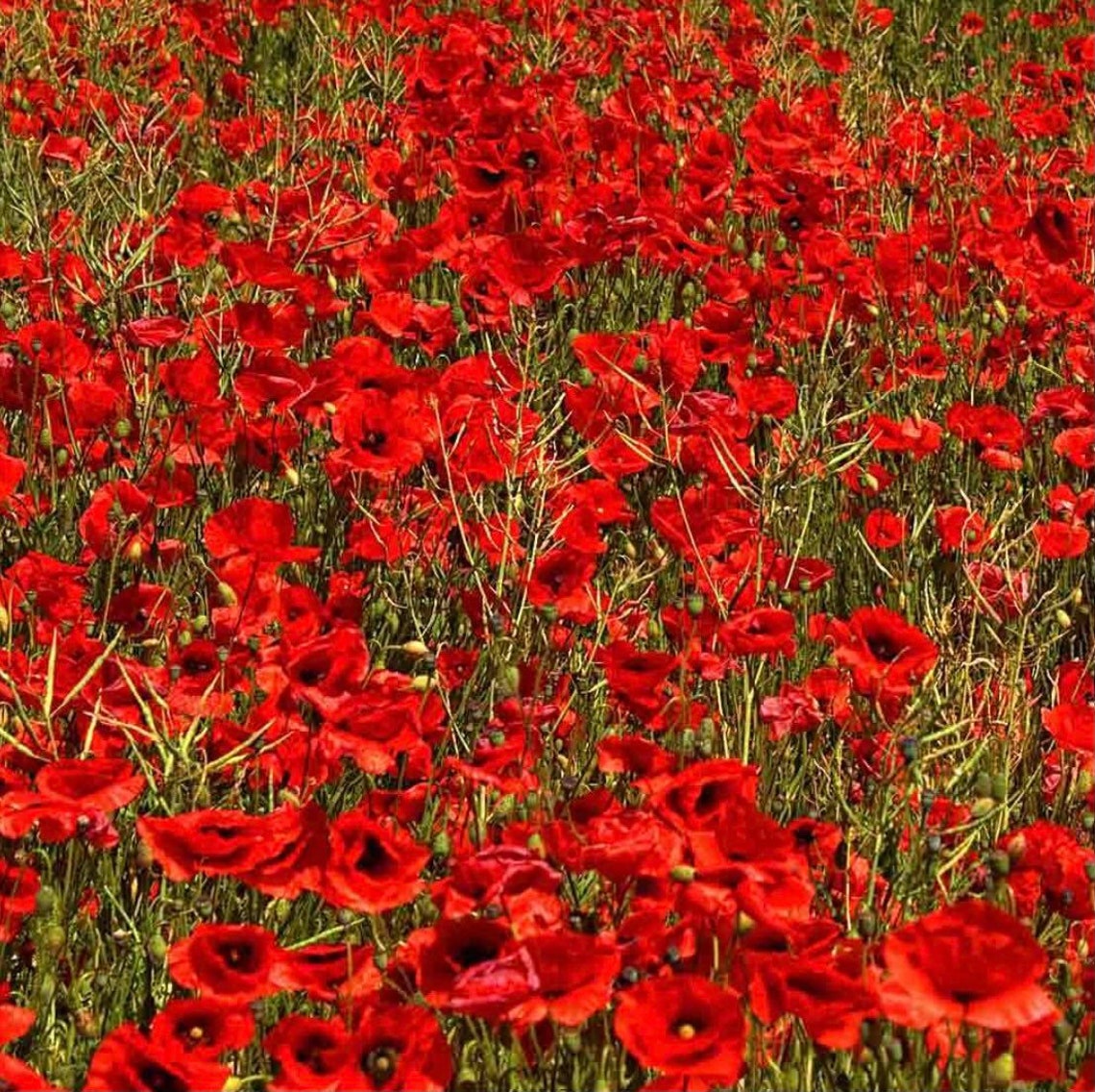 Red Corn Poppy Seeds 100 Seeds - Etsy