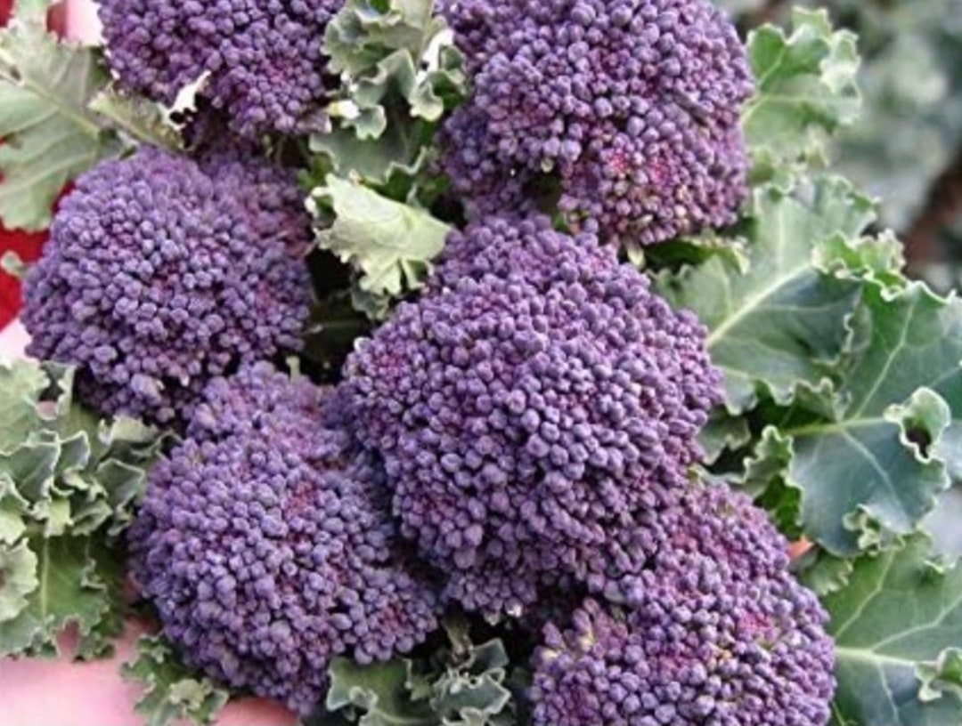 Early Purple Sprouting Broccoli Seed - Etsy
