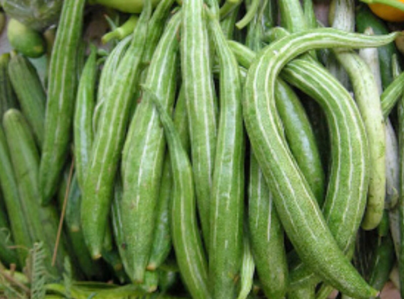 Snake Gourd Seeds - Etsy