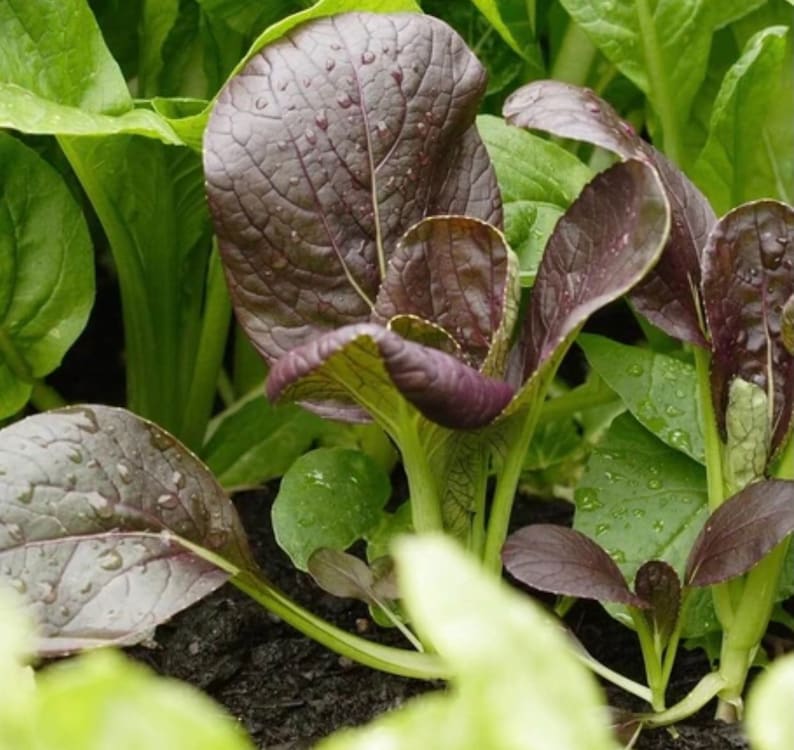 Red Komatsuna Hybrid Mustard Seed,japanese Mustard (100+ Seeds) - Etsy