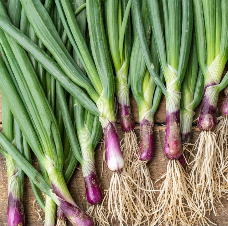 Onion Red Beard Bunching Seeds - Etsy
