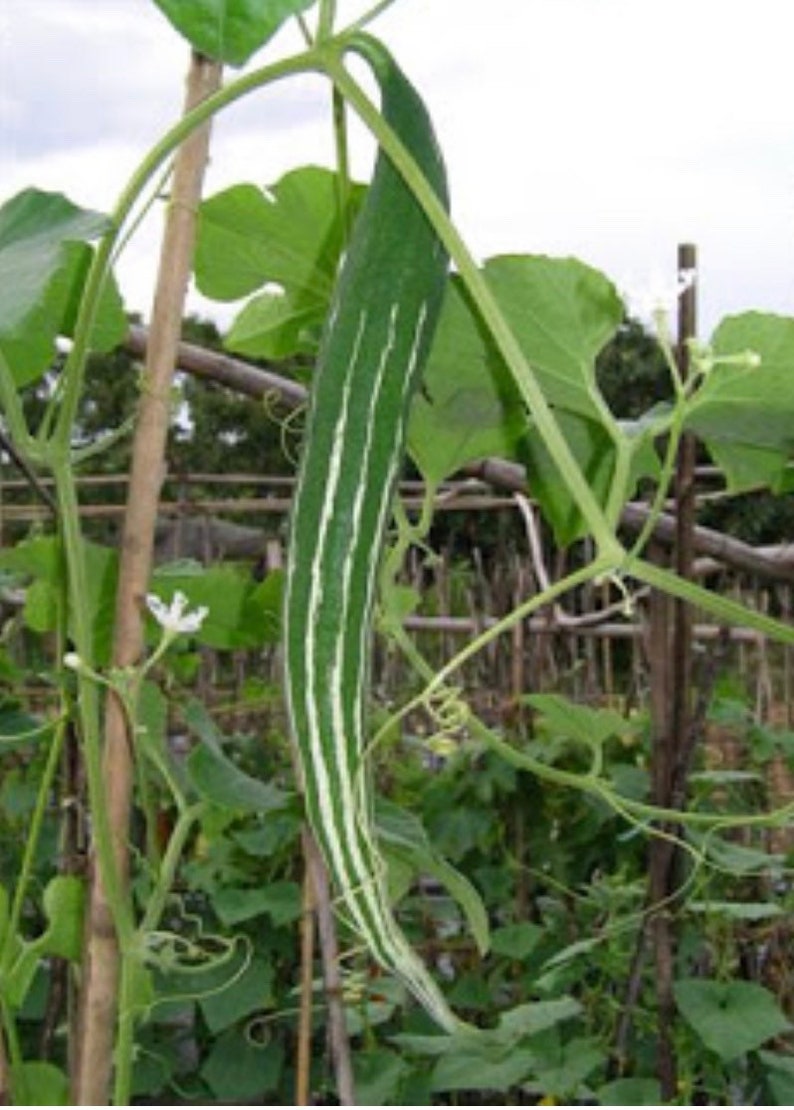 Snake Gourd Seeds - Etsy
