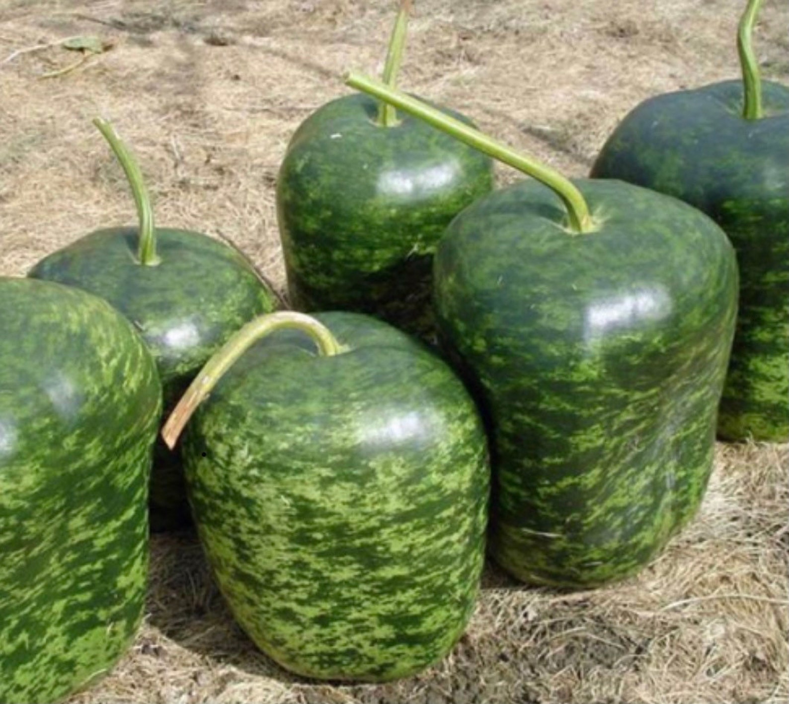 Big Apple Gourd Seeds (5+ Seeds) - Etsy