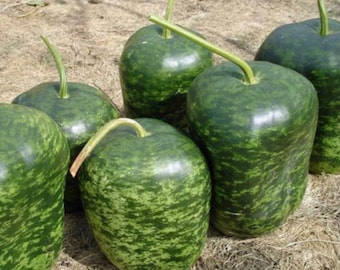 Apple Gourd Seeds - Etsy