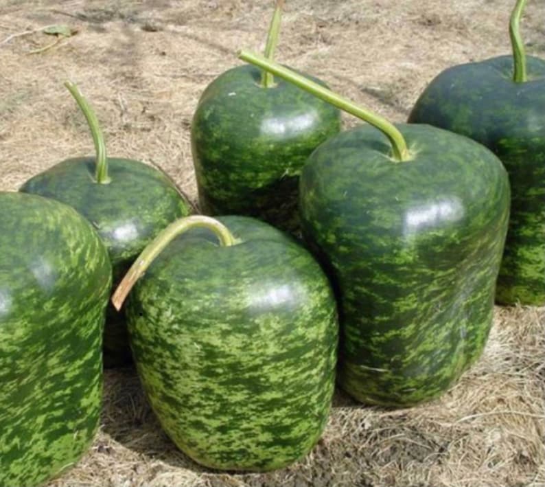 Big Apple Gourd Seeds (5+ Seeds) - Etsy