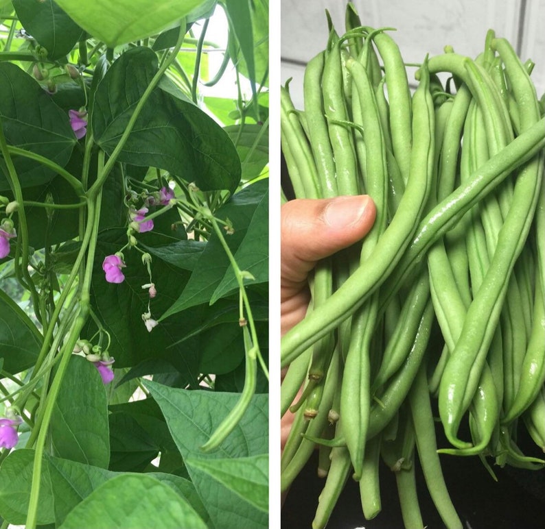 Burpee Stringless Green Pod Bean Seeds - Etsy