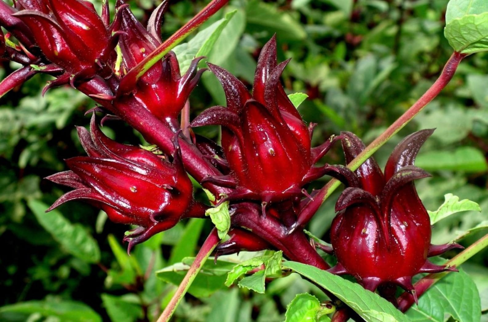 Roselle Hibiscus Flower Seeds - Etsy