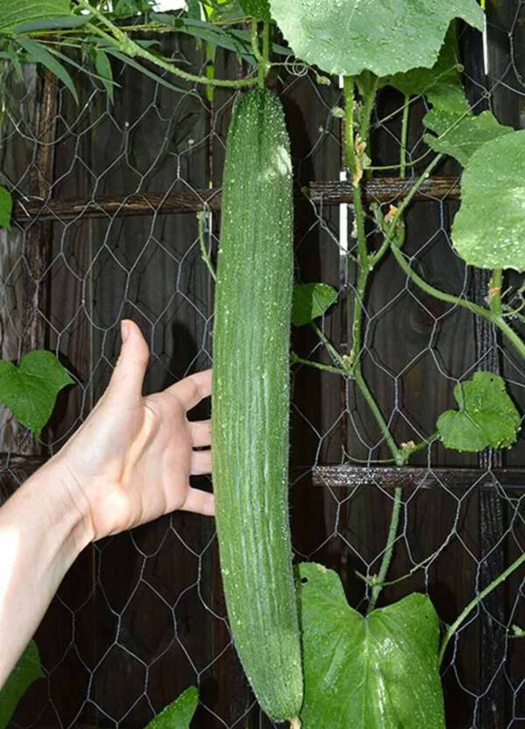 Dark Armenian Cucumber Seeds - Etsy