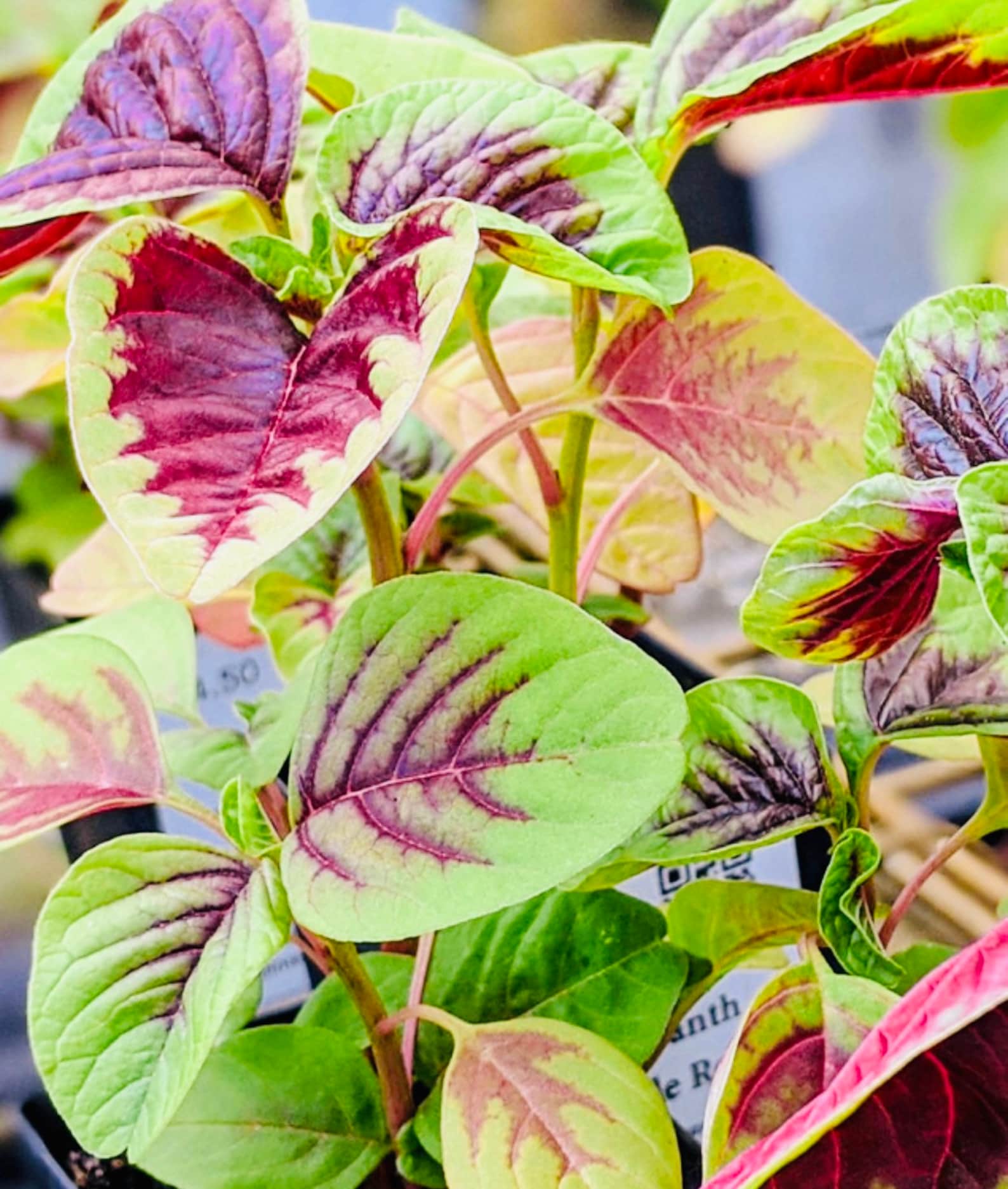 Red Leaf Amaranth Seeds, Chinese Spinach, Asia Vegetable - Etsy