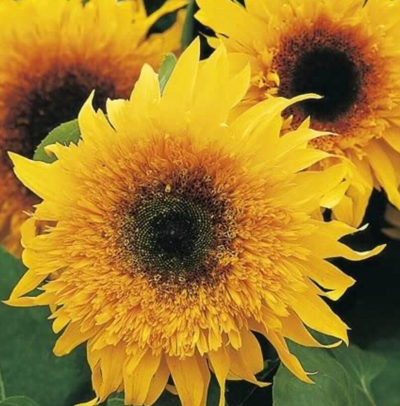 Starburst Panache Sunflower Seeds (15 Seeds) - Etsy