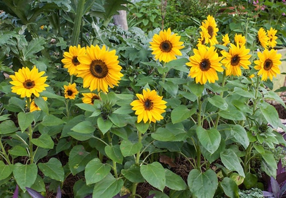 Sunflower Orange Hobbit Seeds 15 Seeds | Etsy