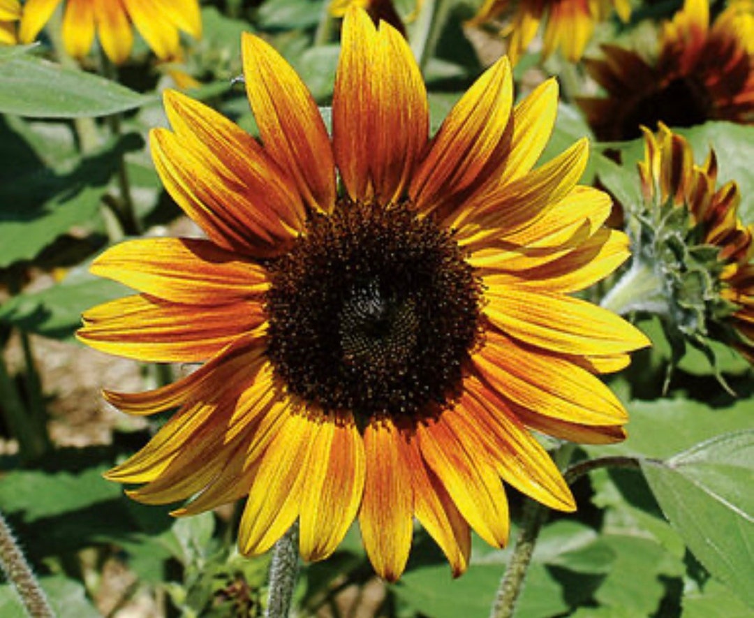 Firecracker Sunflower Seeds (15 Seeds) - Etsy