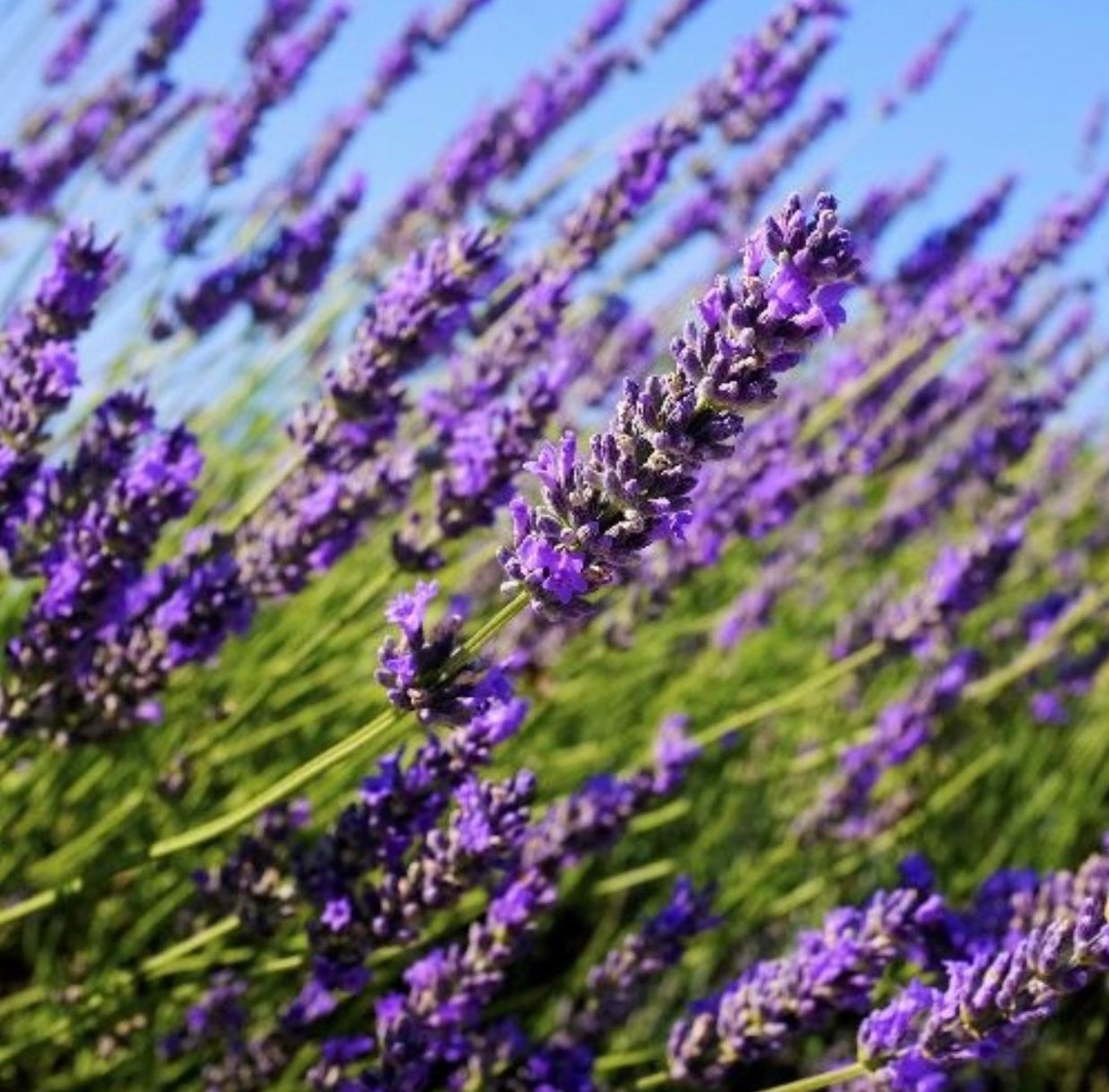 Common English Lavender Seeds (100+ Seeds) - Etsy