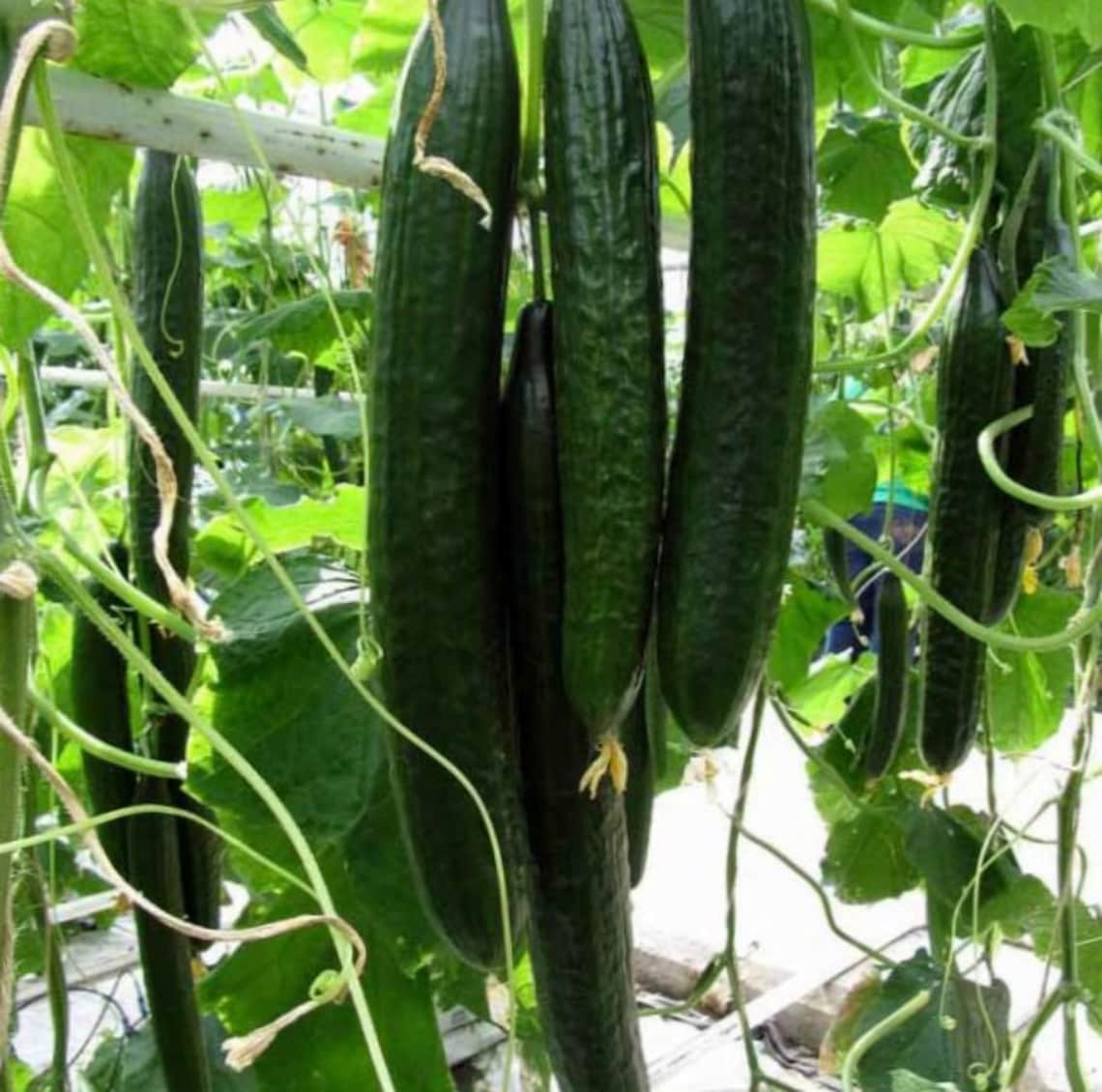 Cucumber Long Green Hybrid Seeds (10 Seeds) - Etsy