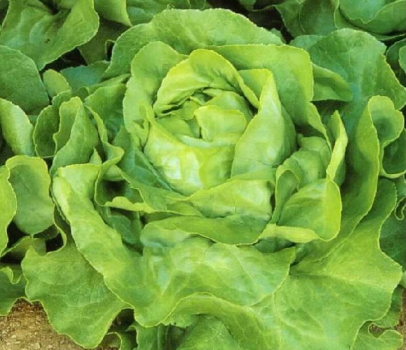 White Boston Lettuce Seeds - Etsy