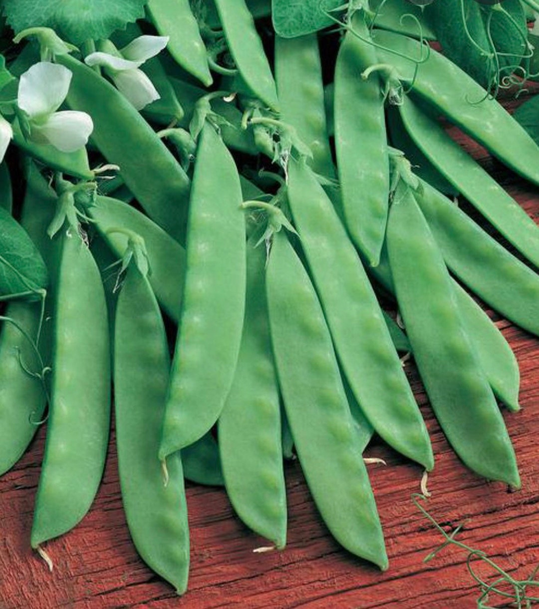 Oregon Sugar Pod Ii Snow Pea Seeds - Etsy