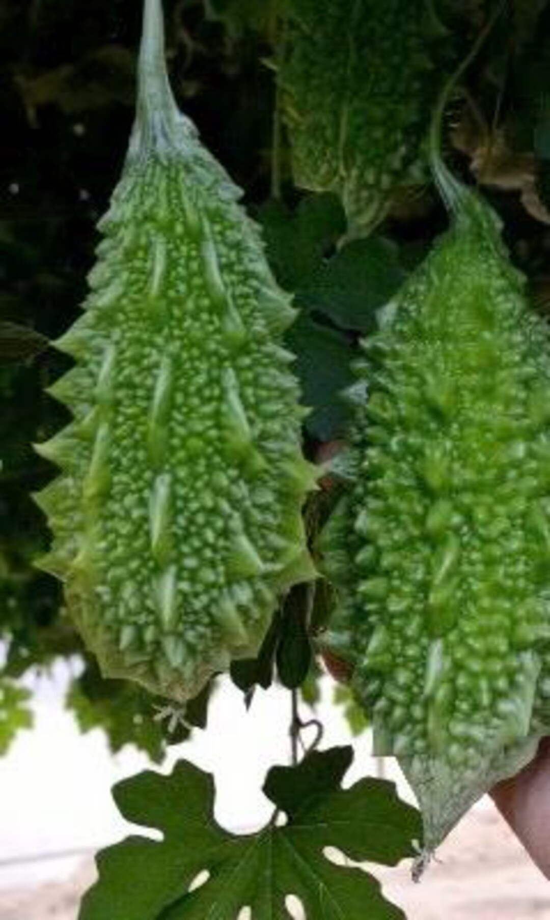 Indian Mini Bitter Melon Seeds - Etsy