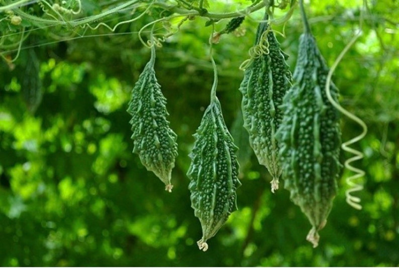 Mini Bitter Gourd Seeds - Etsy