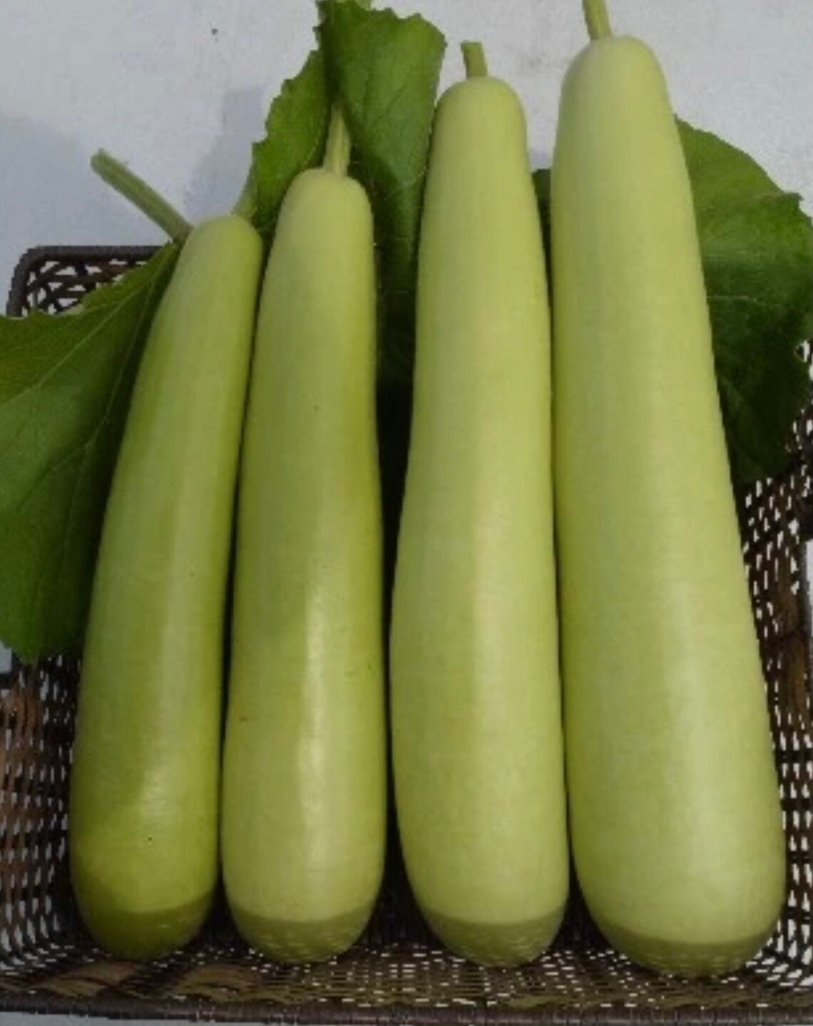 Calabash Long Bottle Gourd Seeds (10+ Seeds) - Etsy
