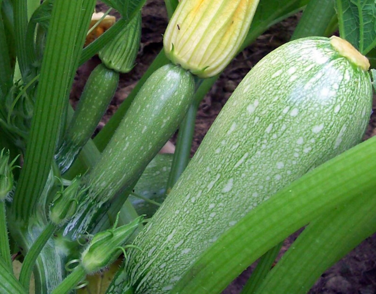 Gray Zucchini Summer Squash Seeds - Etsy