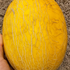 Chinese Hami Melon Seeds (10+ Seeds) - Etsy