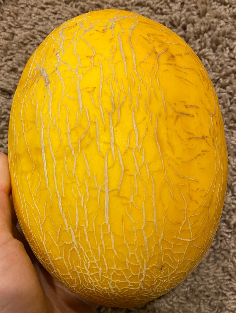 Chinese Hami Melon Seeds (10+ Seeds) - Etsy