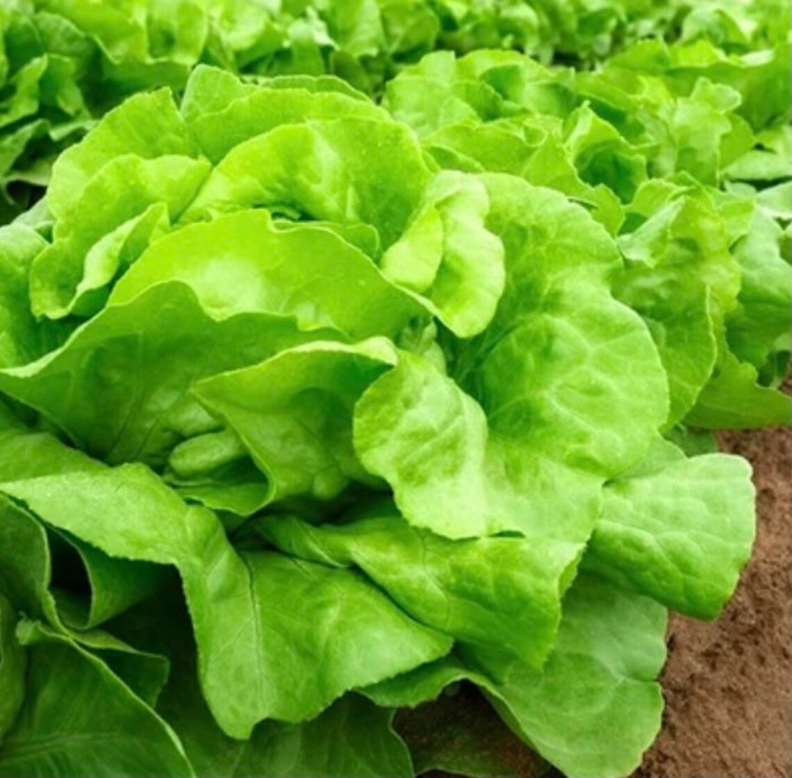White Boston Lettuce Seeds - Etsy
