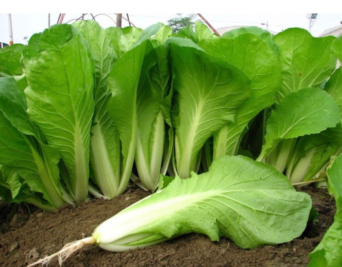 Taiwan Bok Choy Seeds,pak Choi Seeds (100+ Seeds) - Etsy