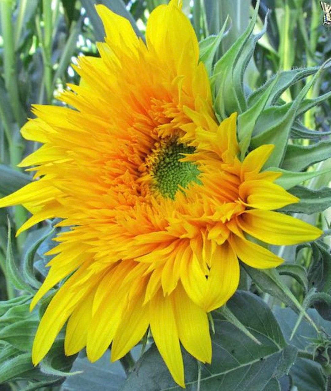 Golden Cheer Sunflower Seeds (15 Seeds) - Etsy