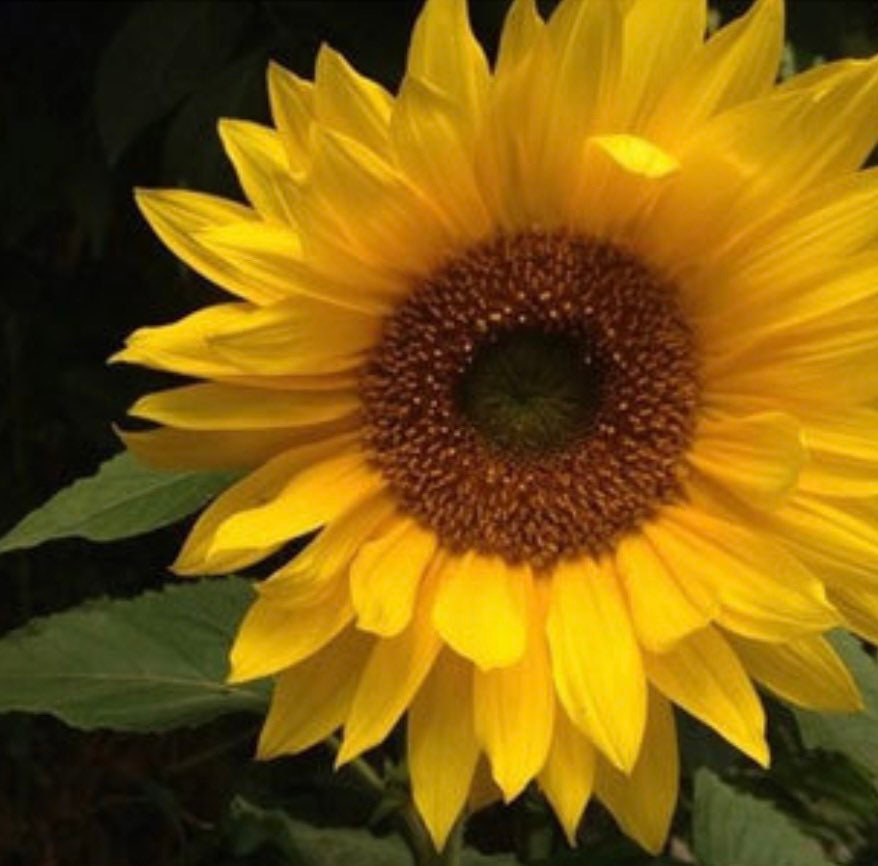 Munchkin Sunflower Seeds (15 Seeds) - Etsy