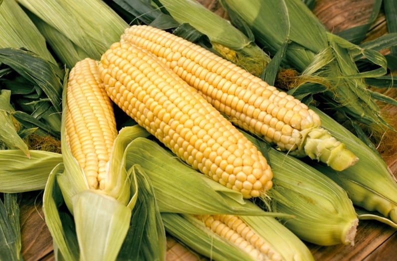 Bodacious Sweet Hybrid Corn Seeds - Etsy